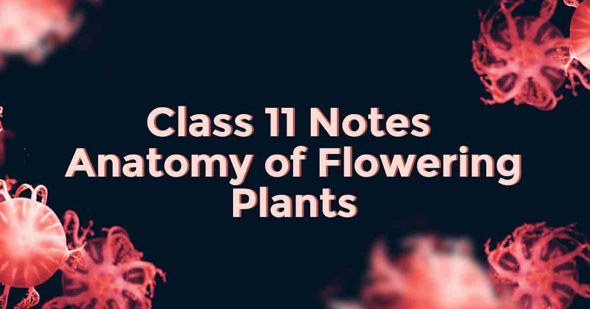 Anatomy Of Flowering Plants Class 11 Notes Vidyakul Anatomy Of Flowering Plants Class 11 Notes Vidyakul