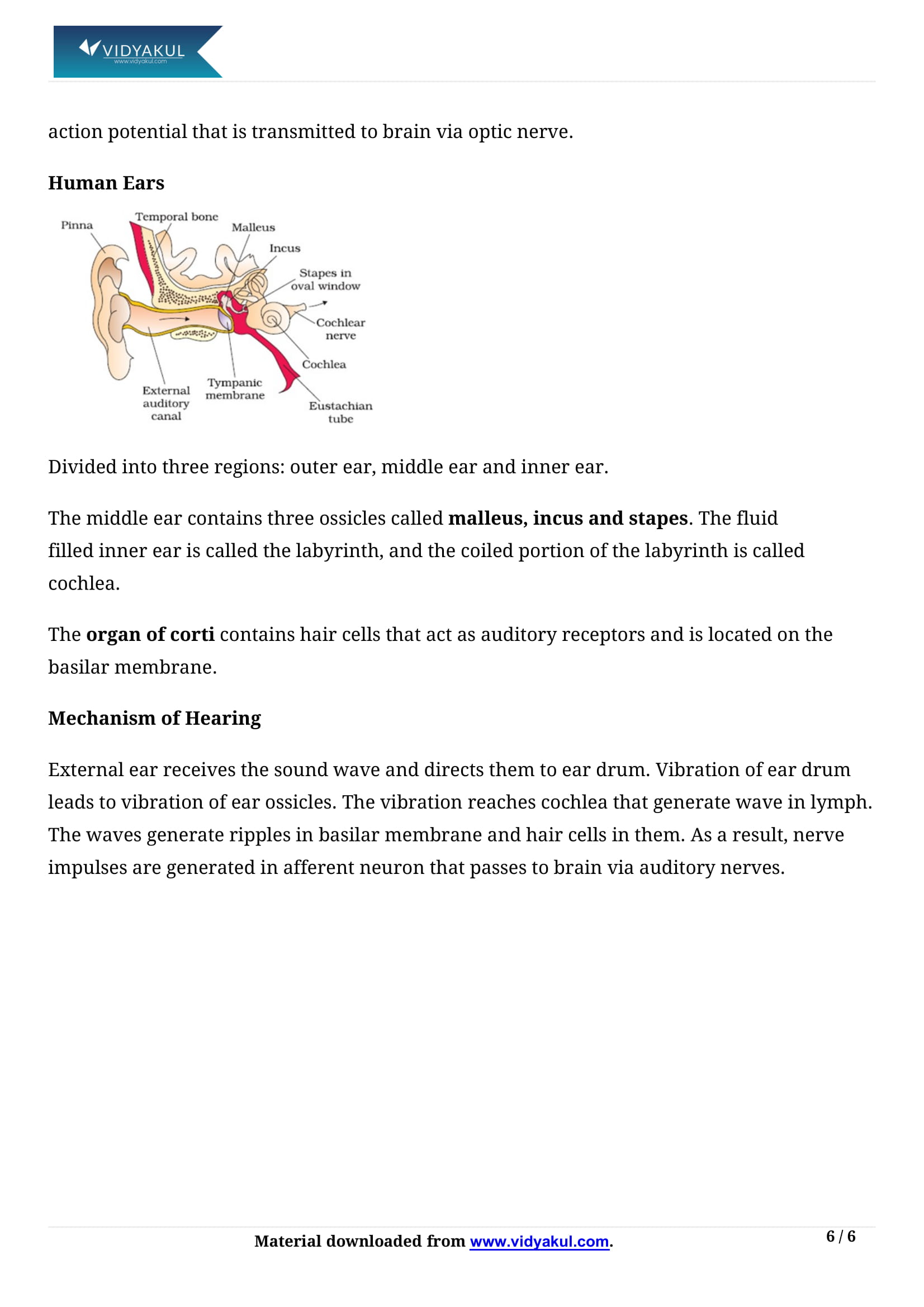 Neural Control And Coordination Class 11 Notes Vidyakul